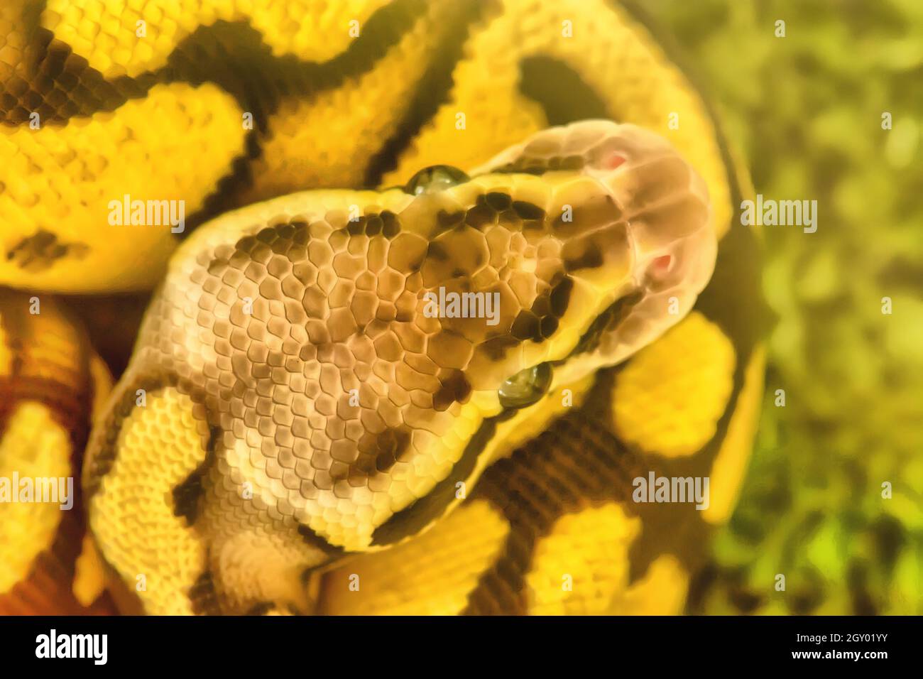 Burmese python is curled up. Its pet tame Stock Photo - Alamy