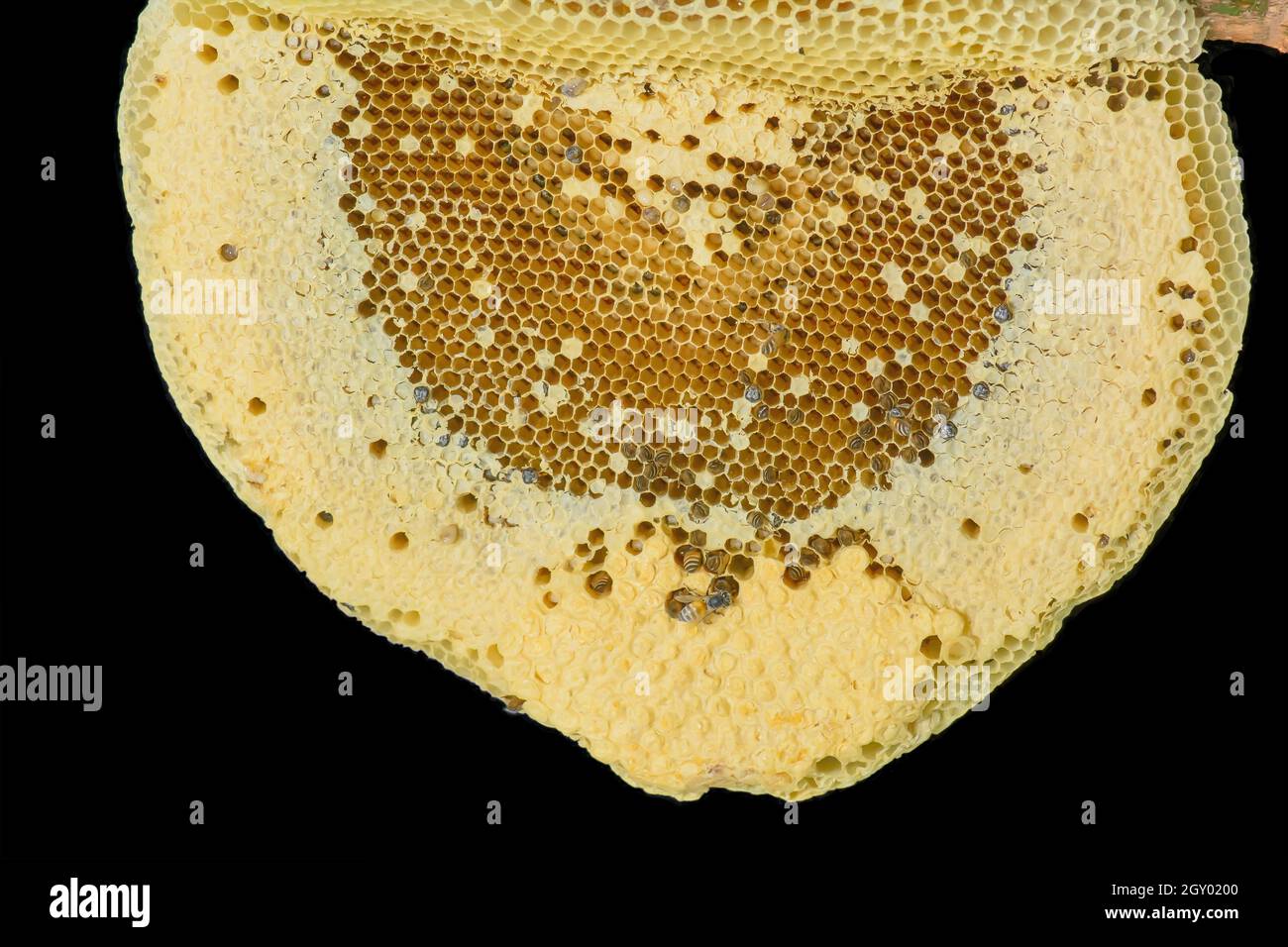 Nest of apis florea consists an embryo, adult and sweet water. Apis ...