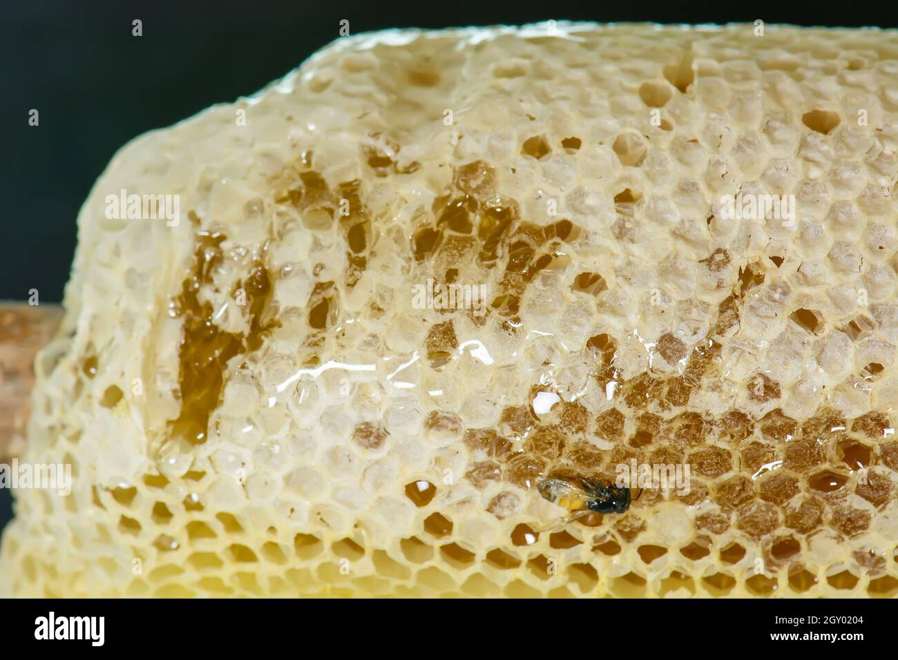 Nest of apis florea consists an embryo, adult and sweet water. Apis ...