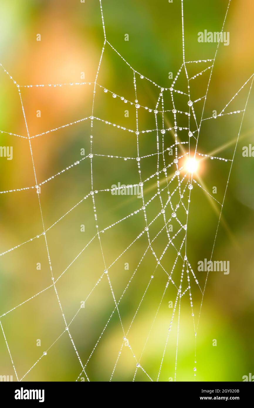 Spider webs in the morning on a nature background Stock Photo - Alamy