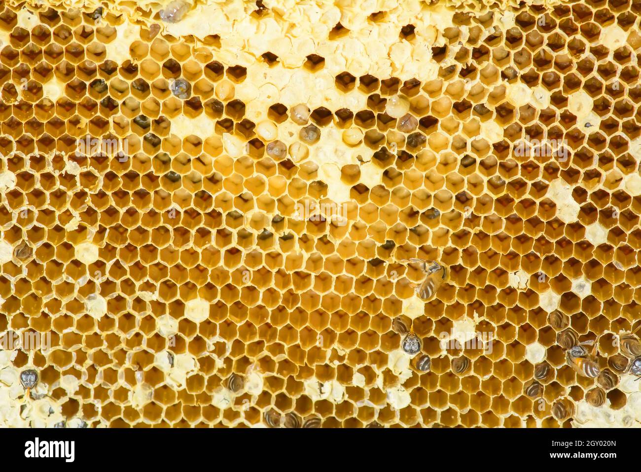 Nest of apis florea consists an embryo, adult and sweet water. Apis ...