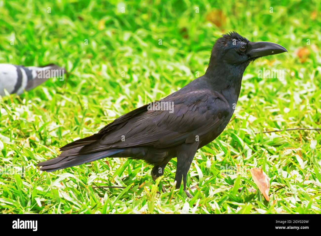 City nature crow urban birds tree animal urban birds hi-res stock ...