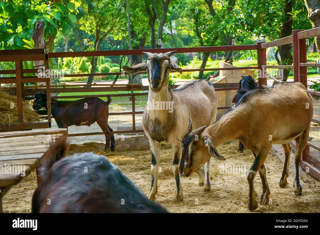 The many goat in the stable Stock Photo - Alamy