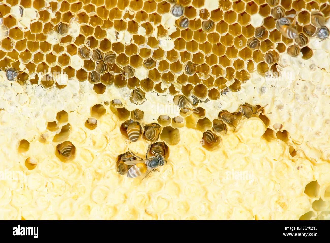 Nest of apis florea consists an embryo, adult and sweet water. Apis ...