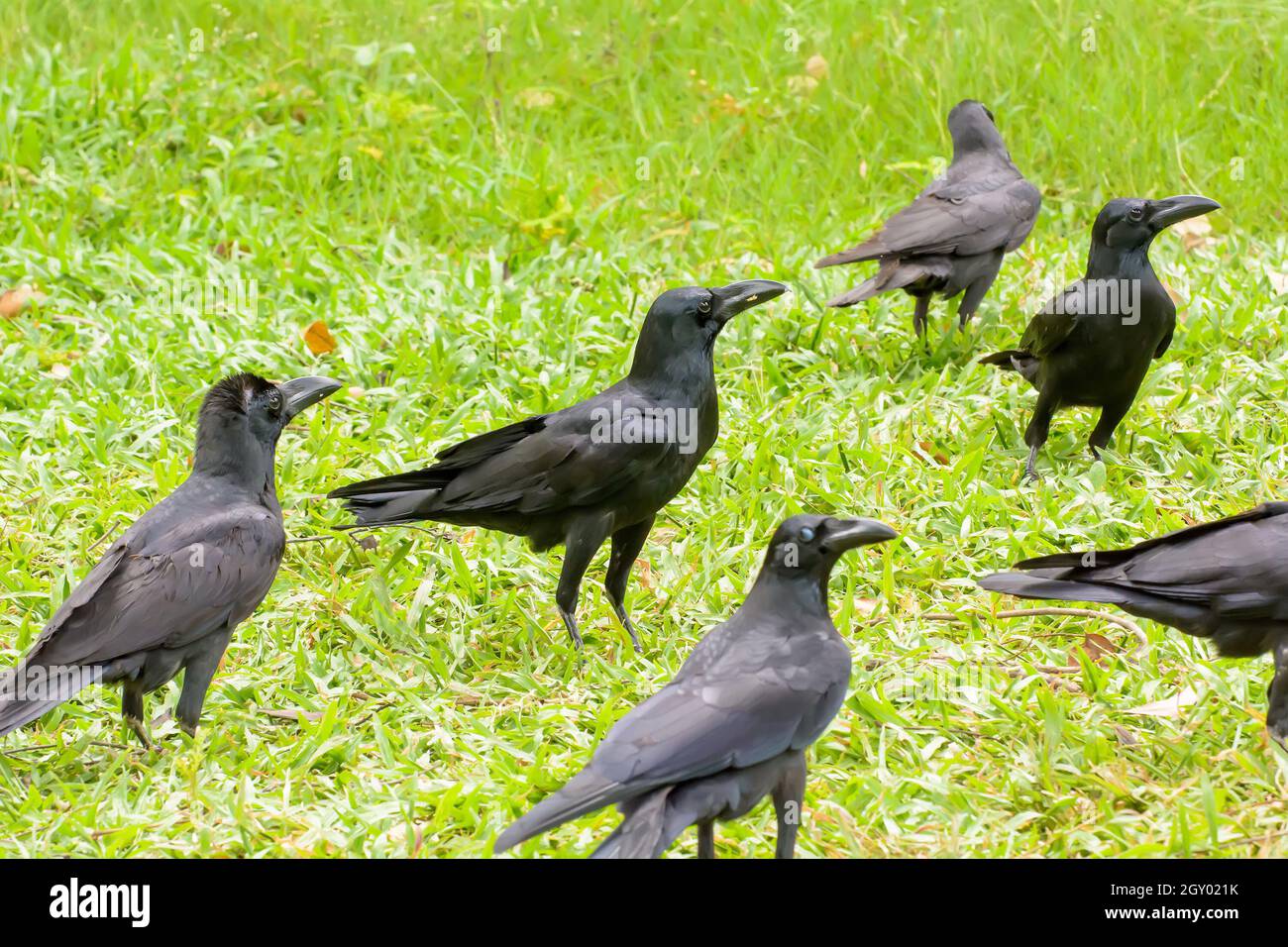 City nature crow urban birds tree animal urban birds hi-res stock ...