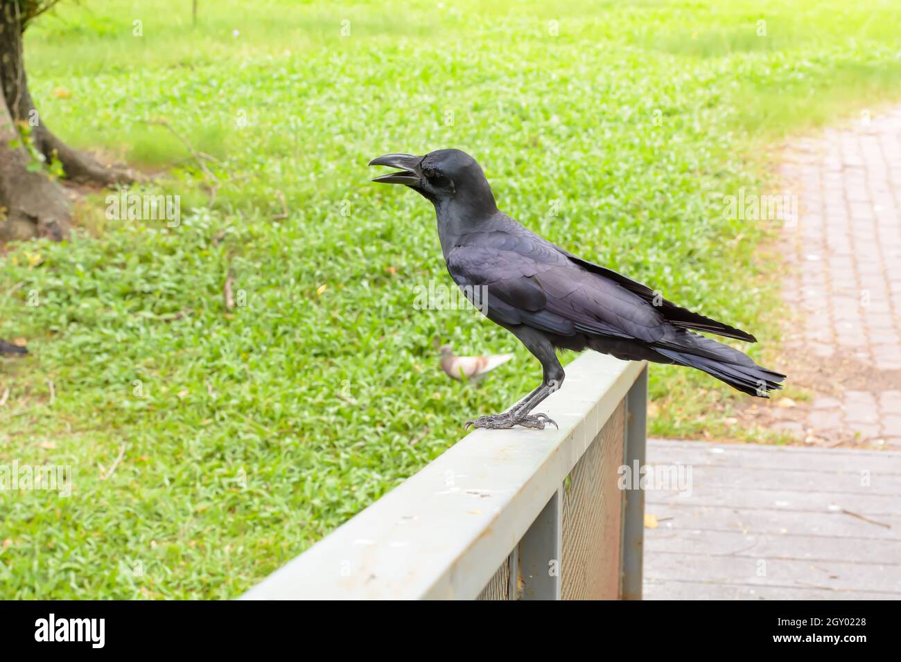 The crow on the lawn in the park Stock Photo - Alamy