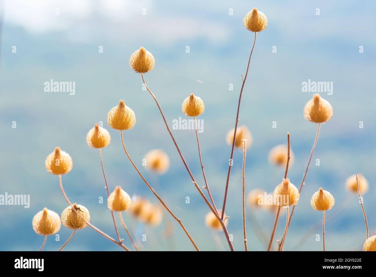 Poaceae or Gramineae many species. It is beaitiful and outstanding ...