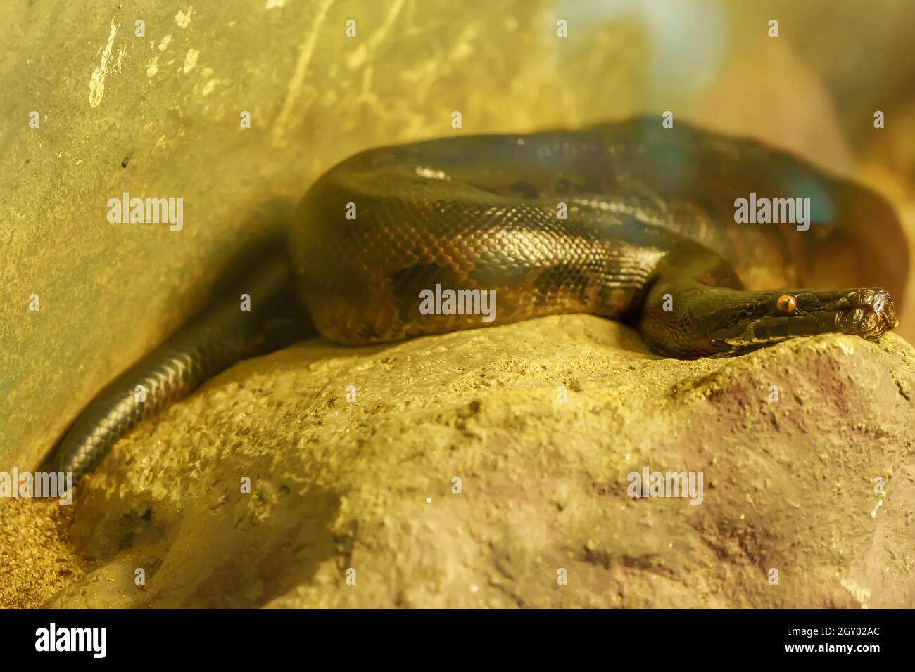 Black tailed python hi-res stock photography and images - Alamy