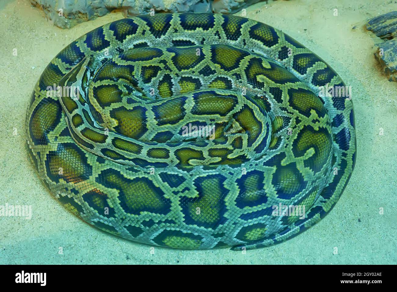 Green burmese python curve on the sand Stock Photo - Alamy