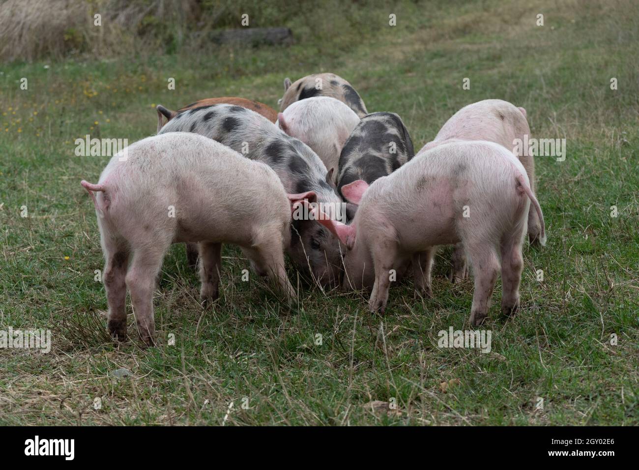 Group pigs various colors hi-res stock photography and images - Alamy