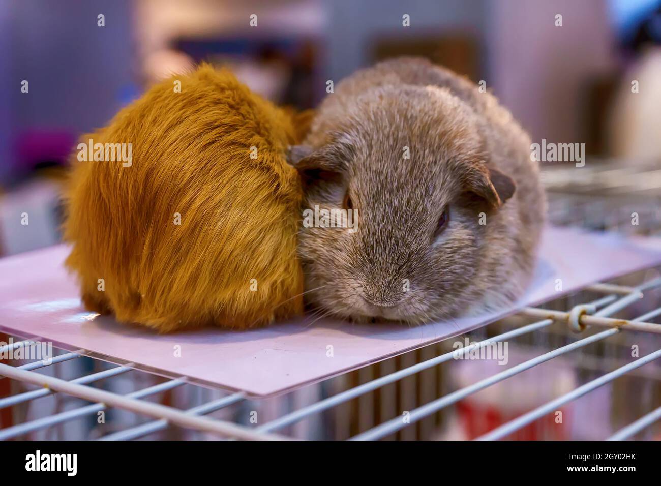 Guinea pig or domestic guinea pig, also known as cavy. It on the cage ...