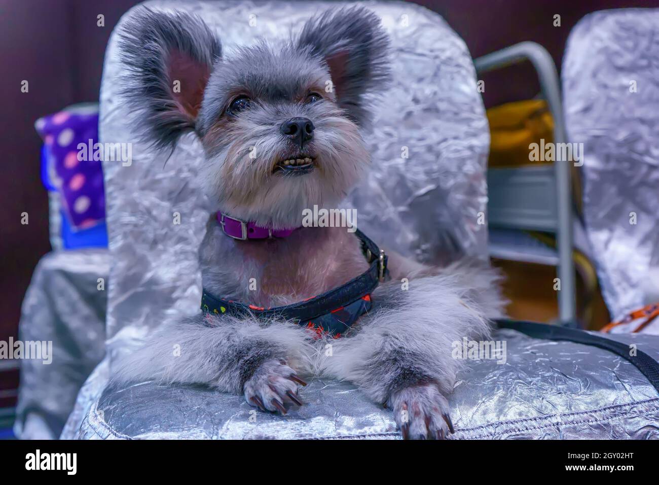 The dog sitting on a chair. It's cute Stock Photo - Alamy