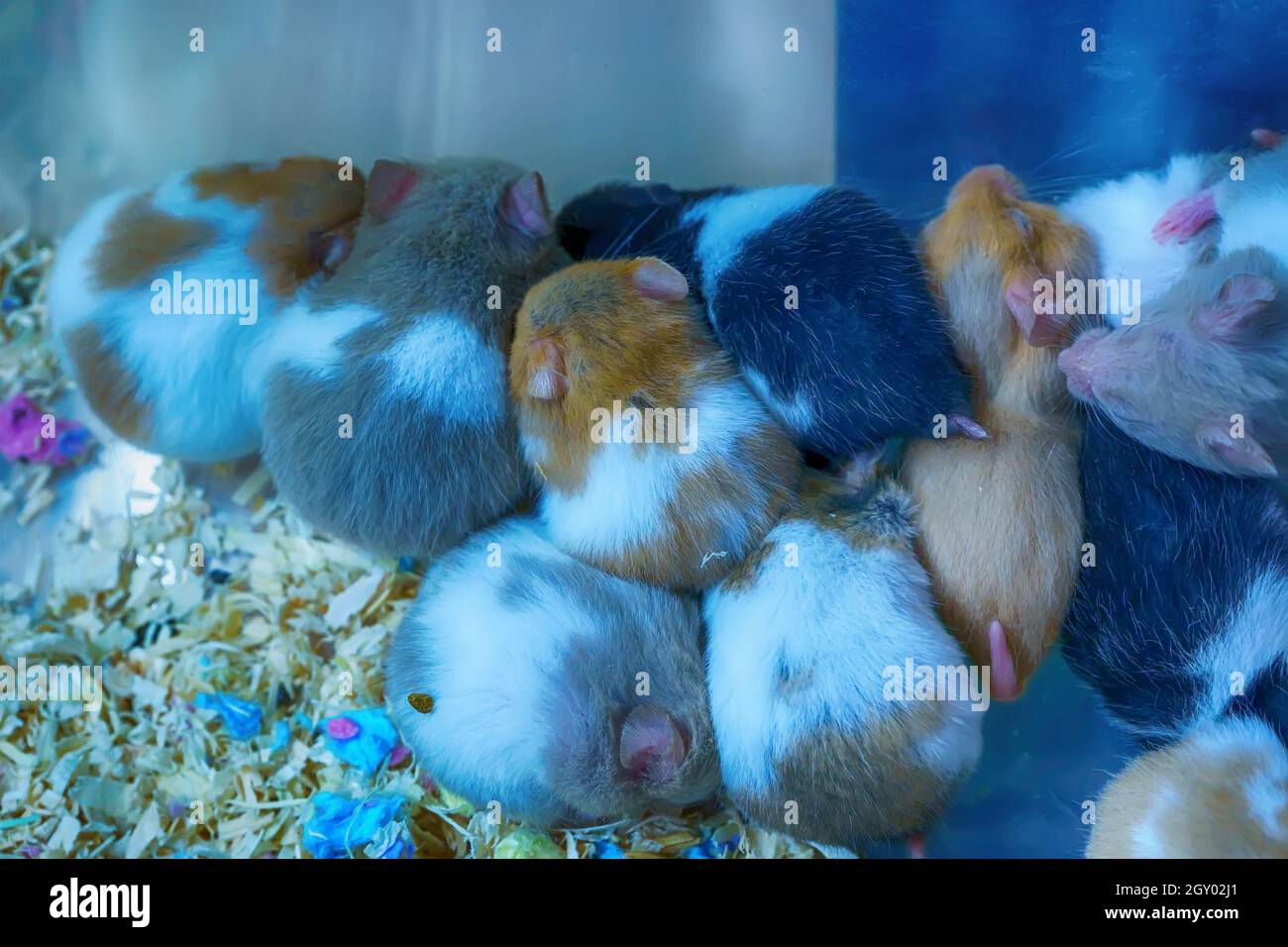 Fat-tailed gerbil is a rodent. It is sleeping Stock Photo - Alamy