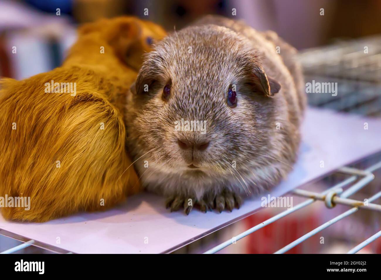 Guinea pig or domestic guinea pig, also known as cavy. It on the cage ...