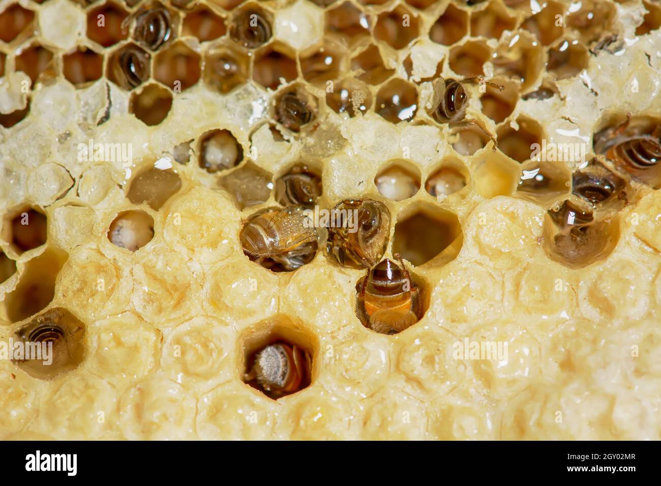 Nest of apis florea in freezing weather conditions until freezing in ...