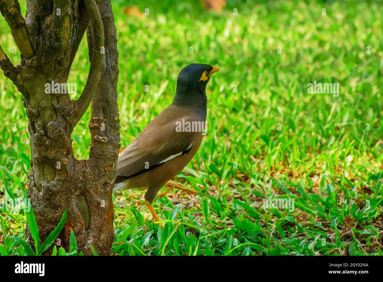 Myna bird nest hi-res stock photography and images - Alamy