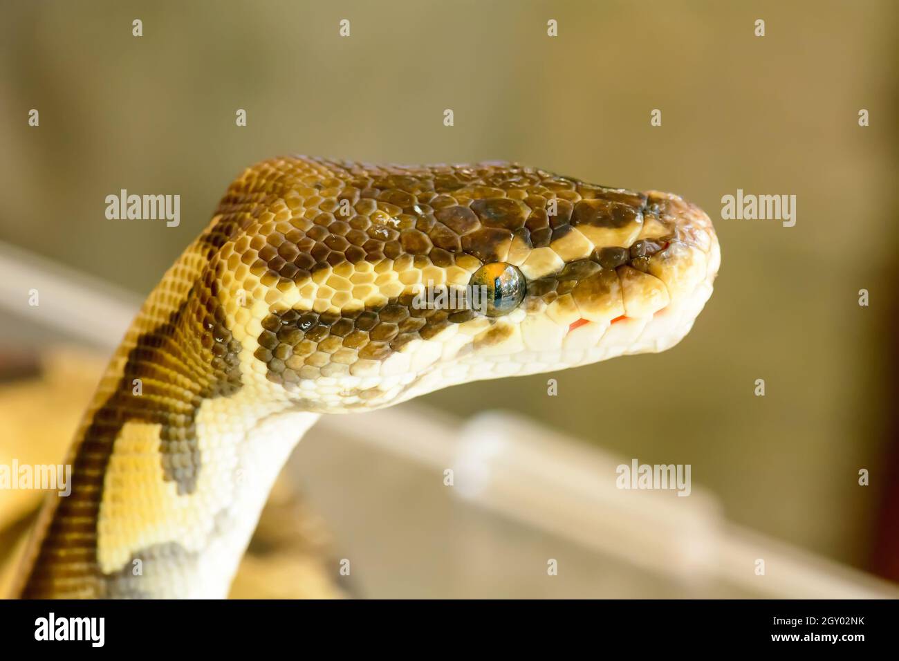 Albino burmese python is curled up. Its pet tame Stock Photo - Alamy