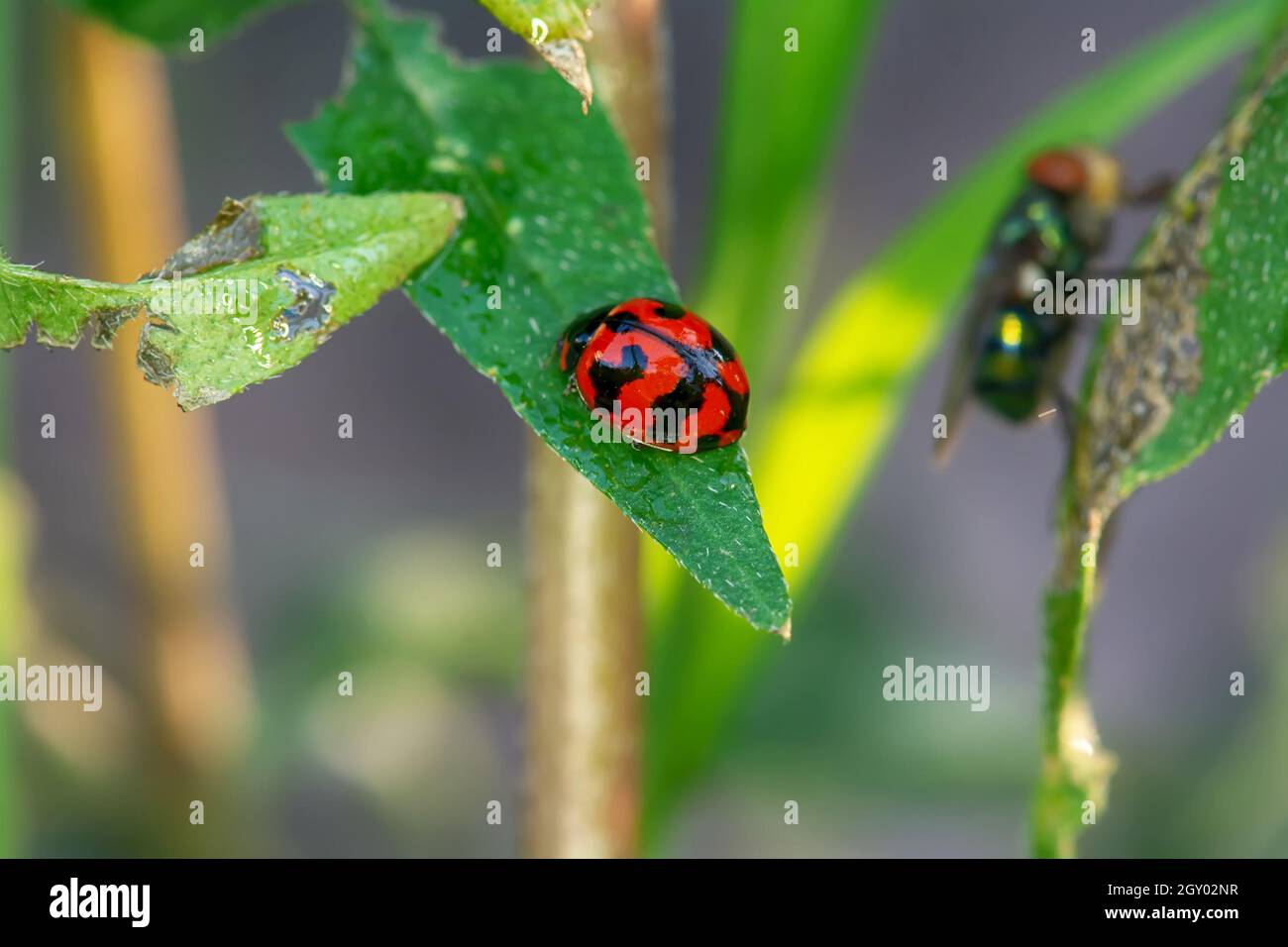 The ladybug on a leaf on a nature background Stock Photo - Alamy
