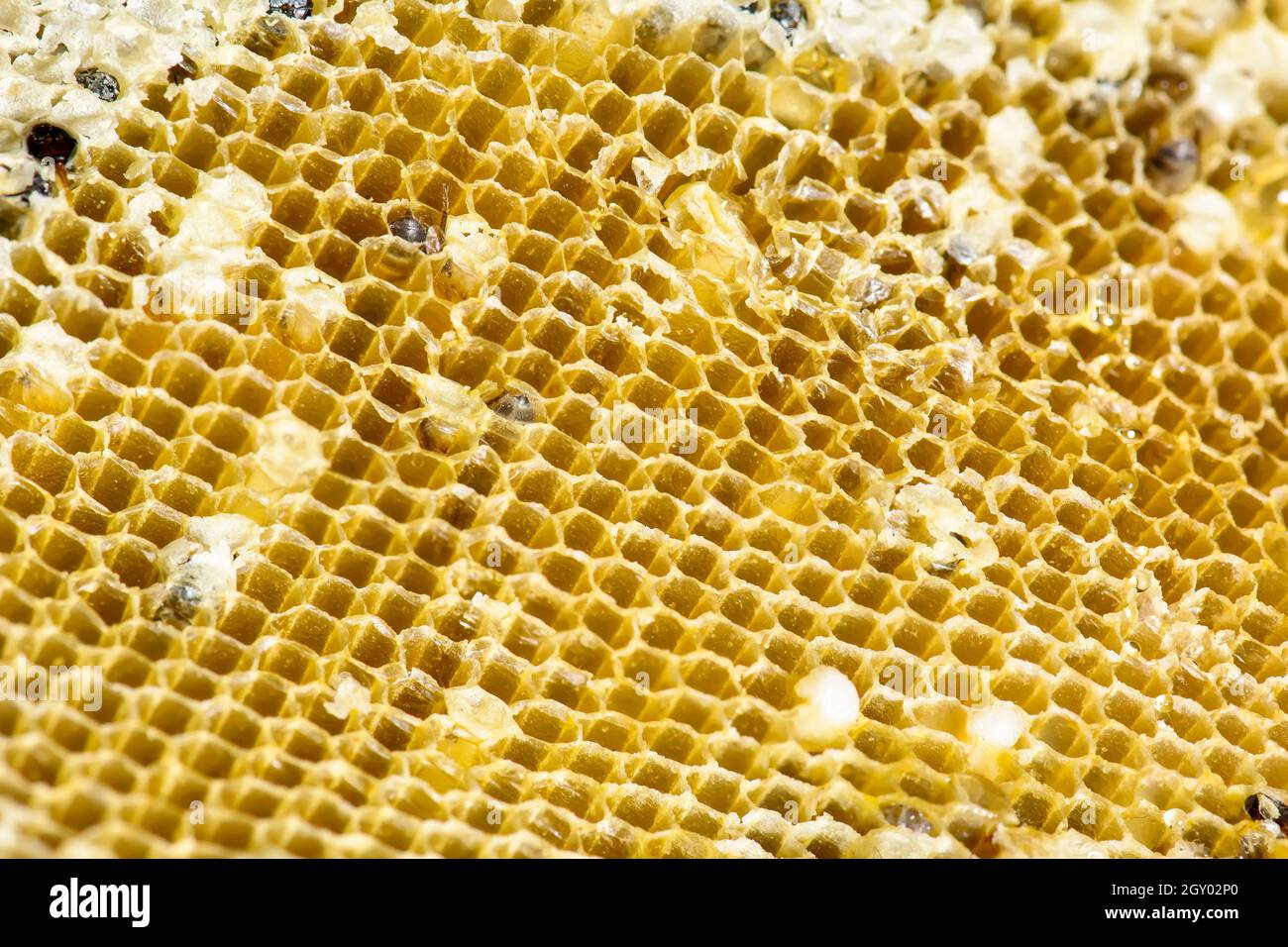 Nest of apis florea consists an embryo, adult and sweet water. Apis ...