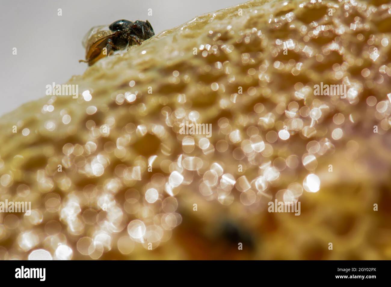 Nest of apis florea consists an embryo, adult and sweet water. Apis ...