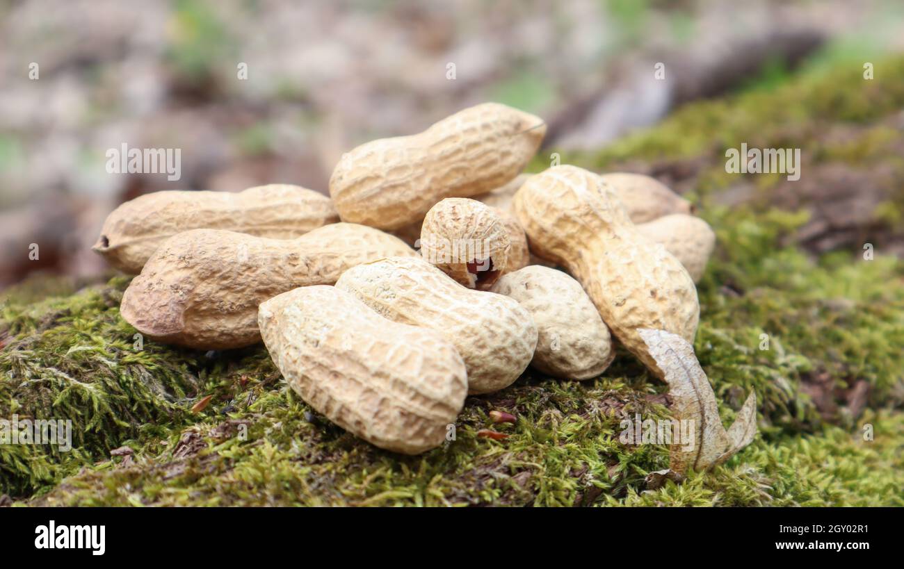 Unpeeled whole raw peanuts in brown husks in the shell texture on a ...