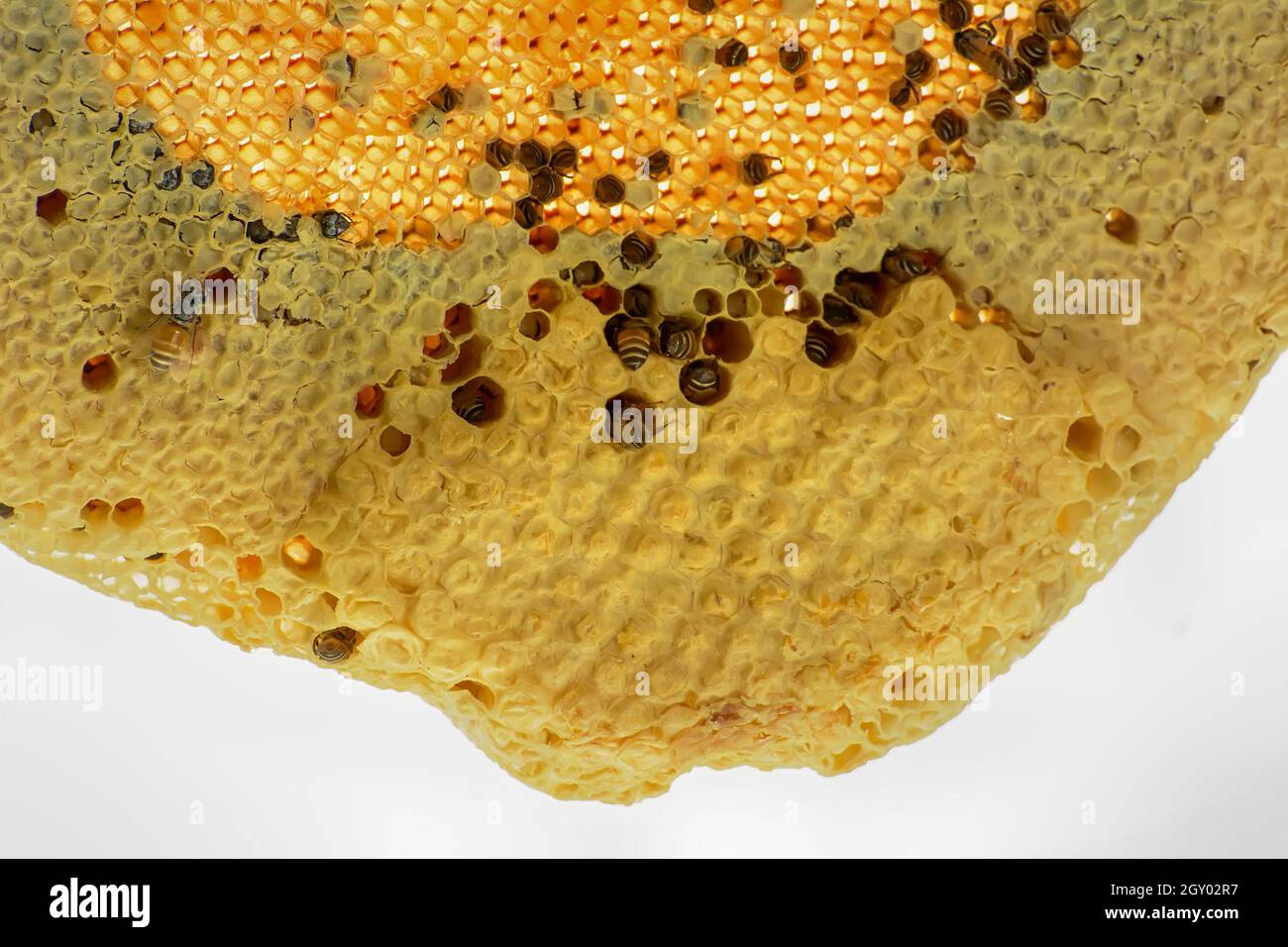 Nest of apis florea consists an embryo, adult and sweet water. Apis ...