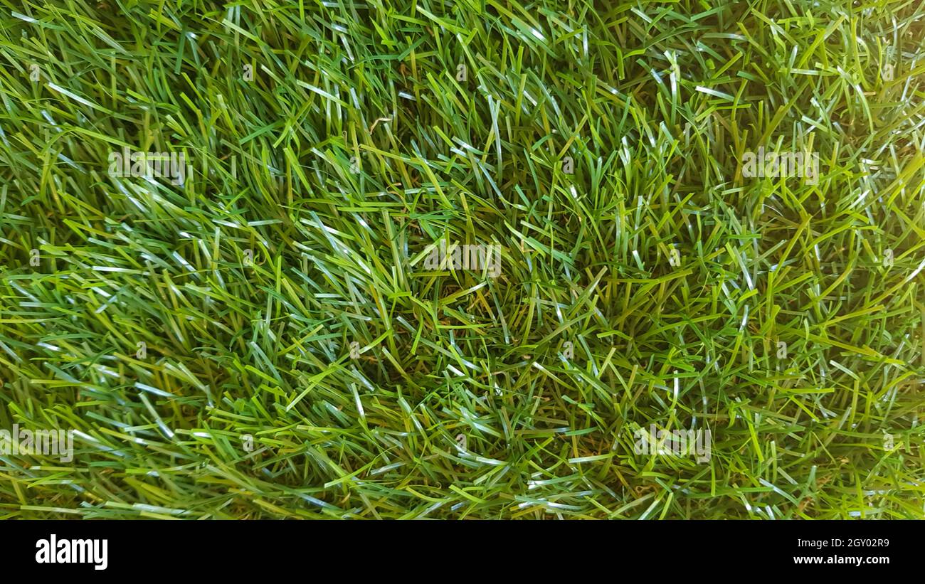 Grass background on a golf course. Green lawn background Stock Photo ...