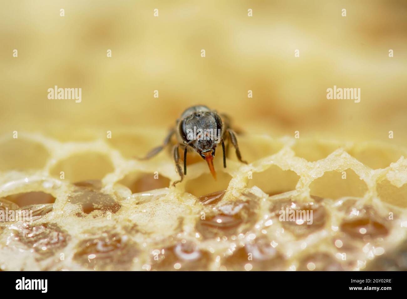 Nest of apis florea consists an embryo, adult and sweet water. Apis ...