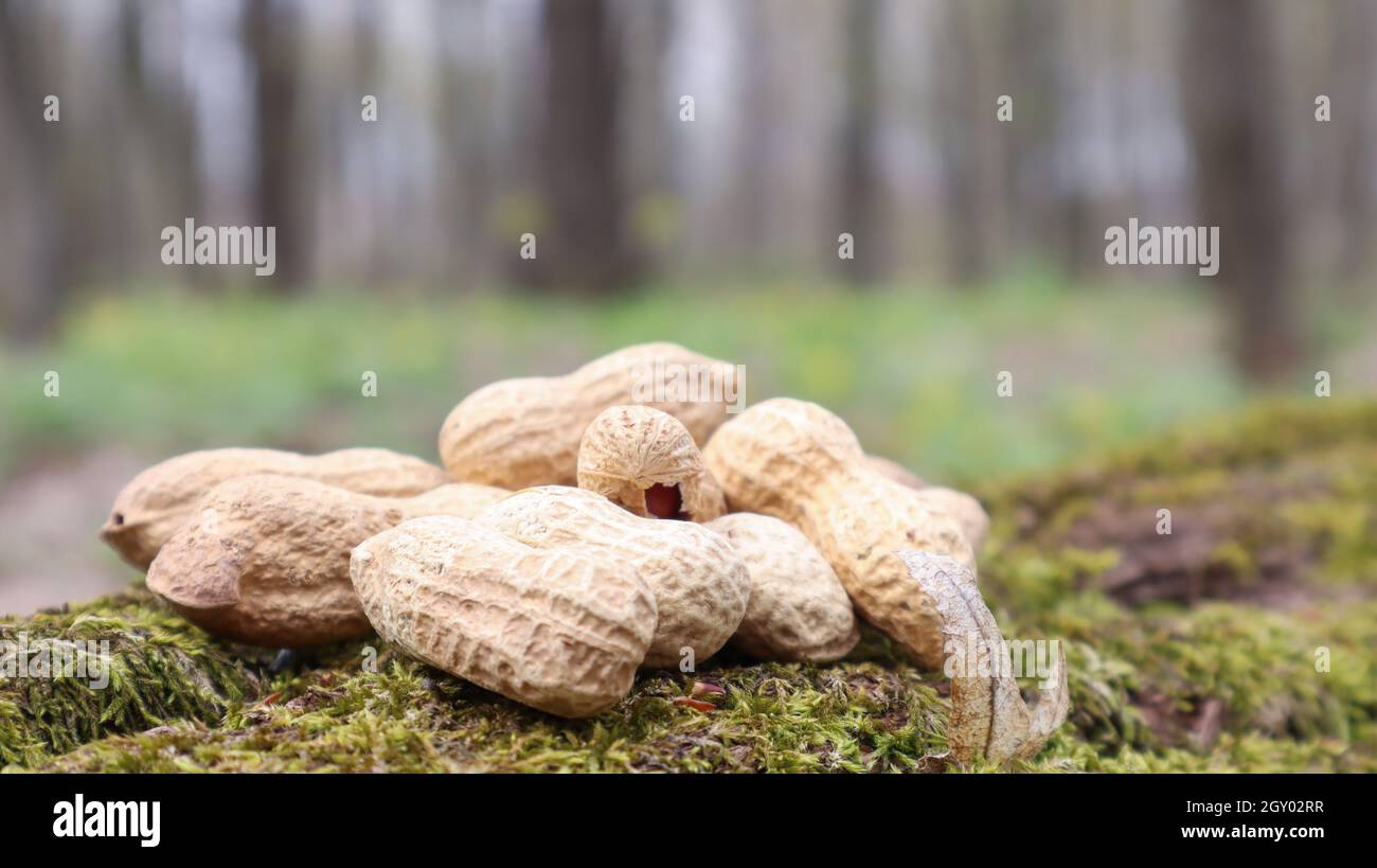 Unpeeled whole raw peanuts in brown husks in the shell texture on a ...