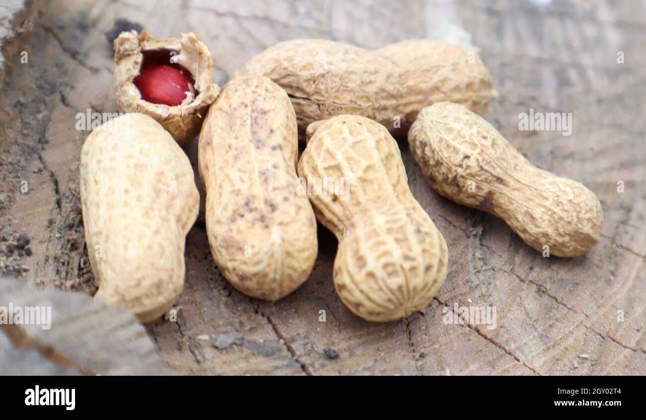 Unpeeled whole raw peanuts in brown husks in the shell texture on a ...