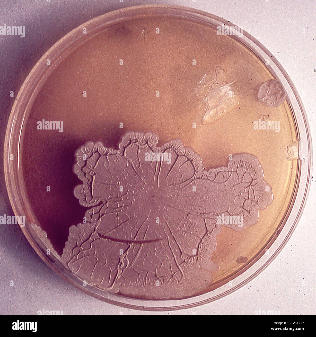 Petri dishes with culture medium and mold in the laboratory Stock Photo ...