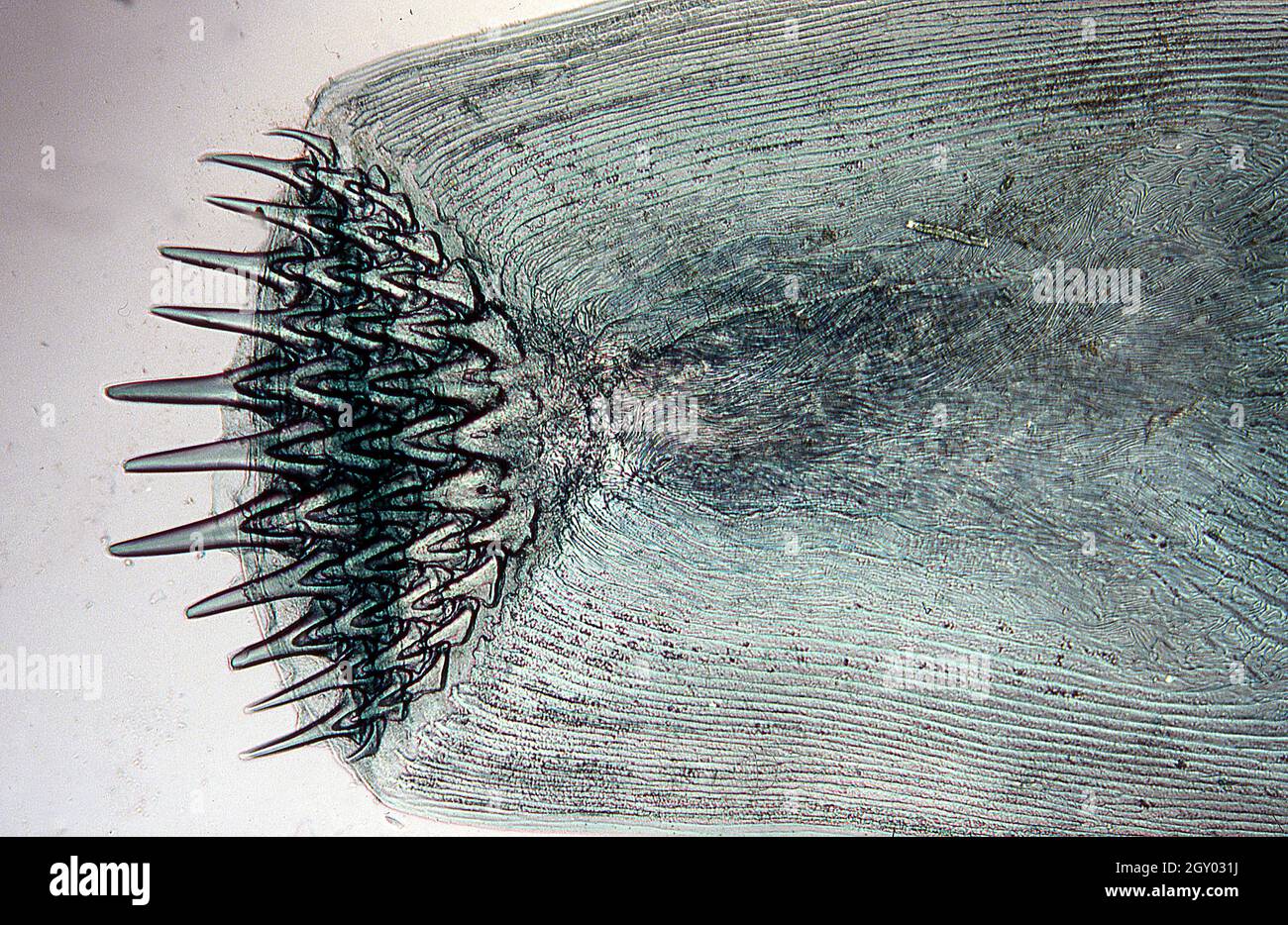 Fish scale with spinous spin under the microscope 100x Stock Photo - Alamy