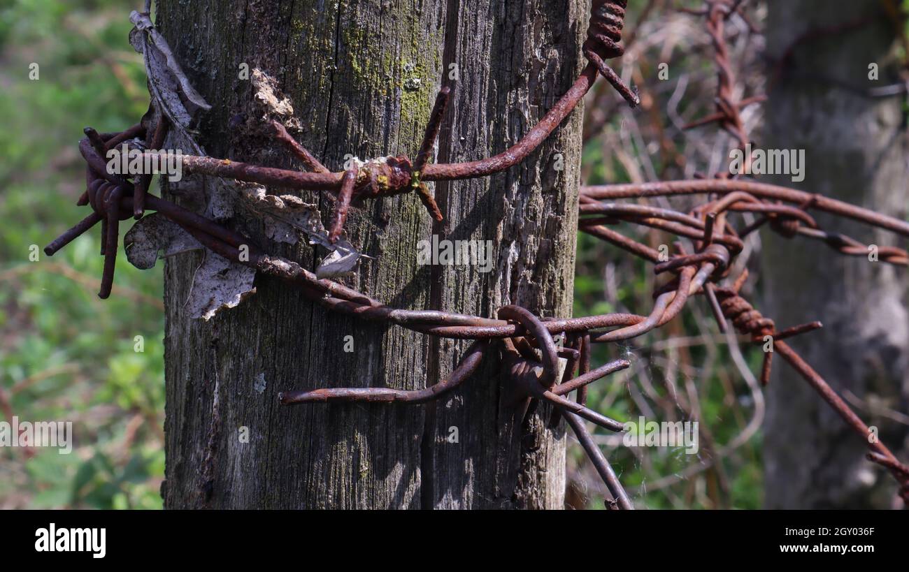 Old wooden fence with rusty barbed wire. A fence next to a rural road ...