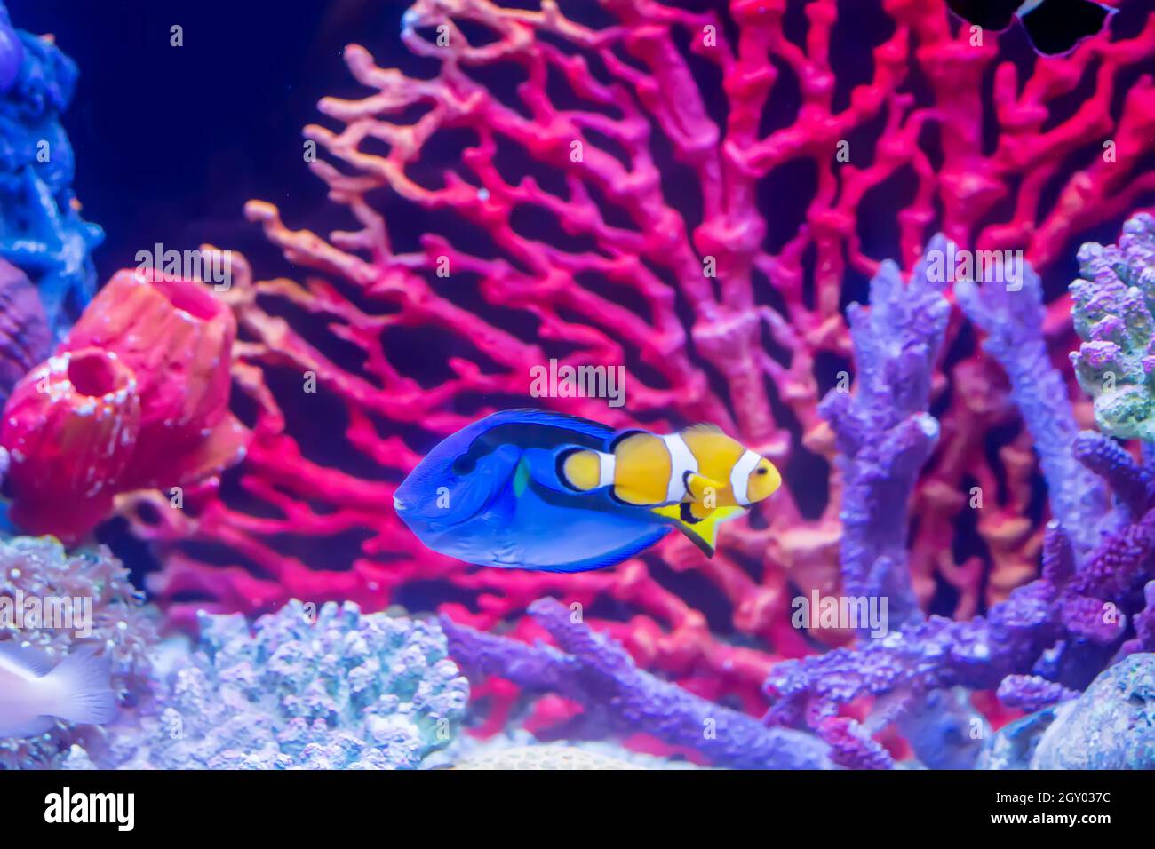 The marine fish are color of the sea Stock Photo - Alamy