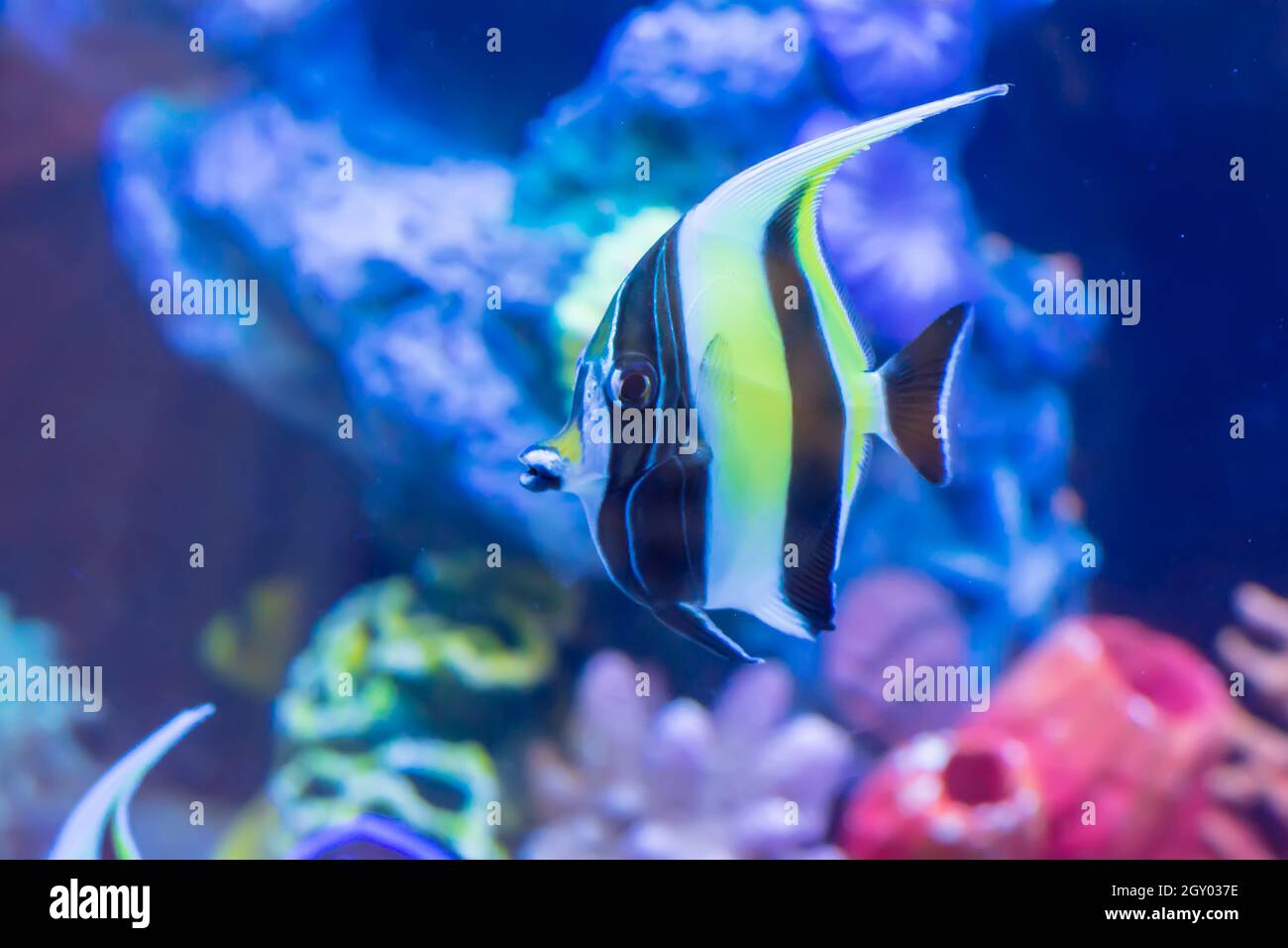 The marine fish are color of the sea Stock Photo - Alamy
