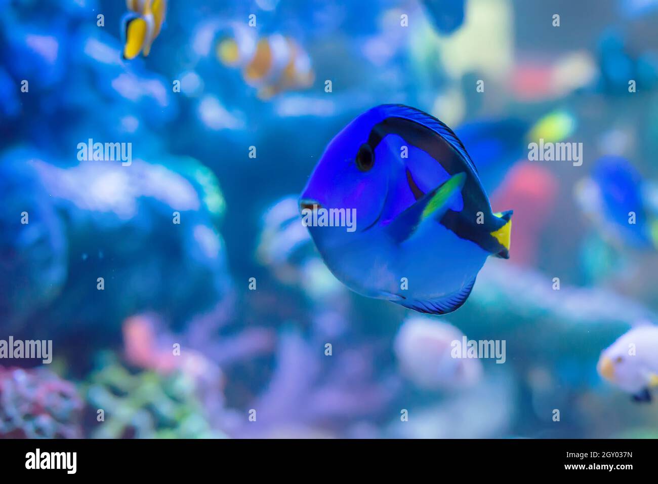 The marine fish are color of the sea Stock Photo - Alamy