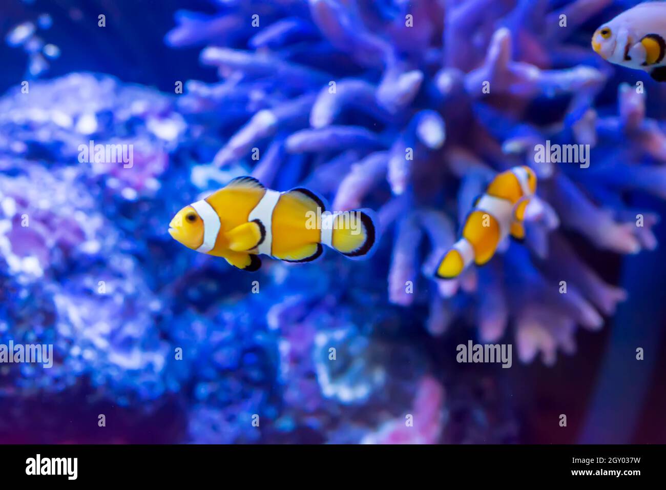 The marine fish are color of the sea Stock Photo - Alamy