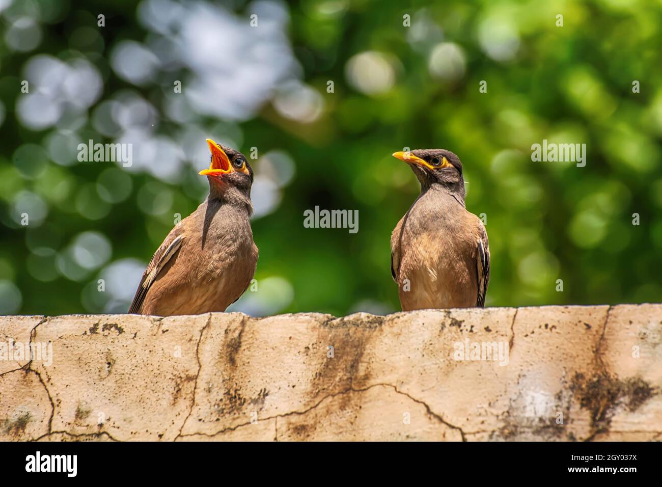 Common myna flying hi-res stock photography and images - Alamy