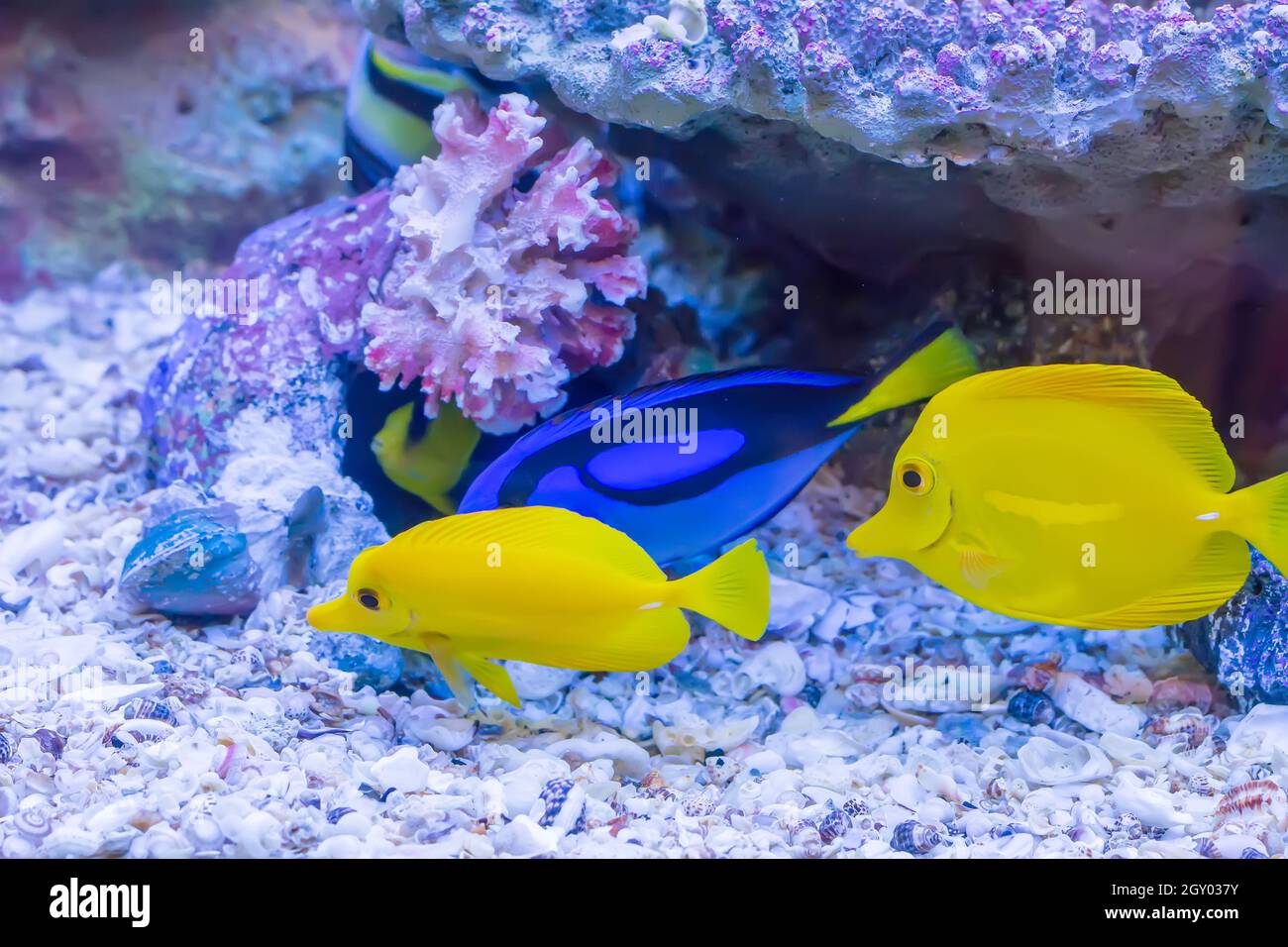 The marine fish are color of the sea Stock Photo - Alamy
