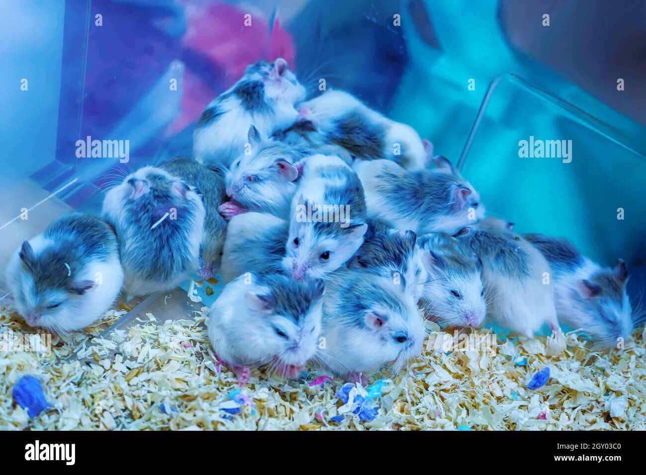 Fat-tailed gerbil is a rodent. It is sleeping Stock Photo - Alamy