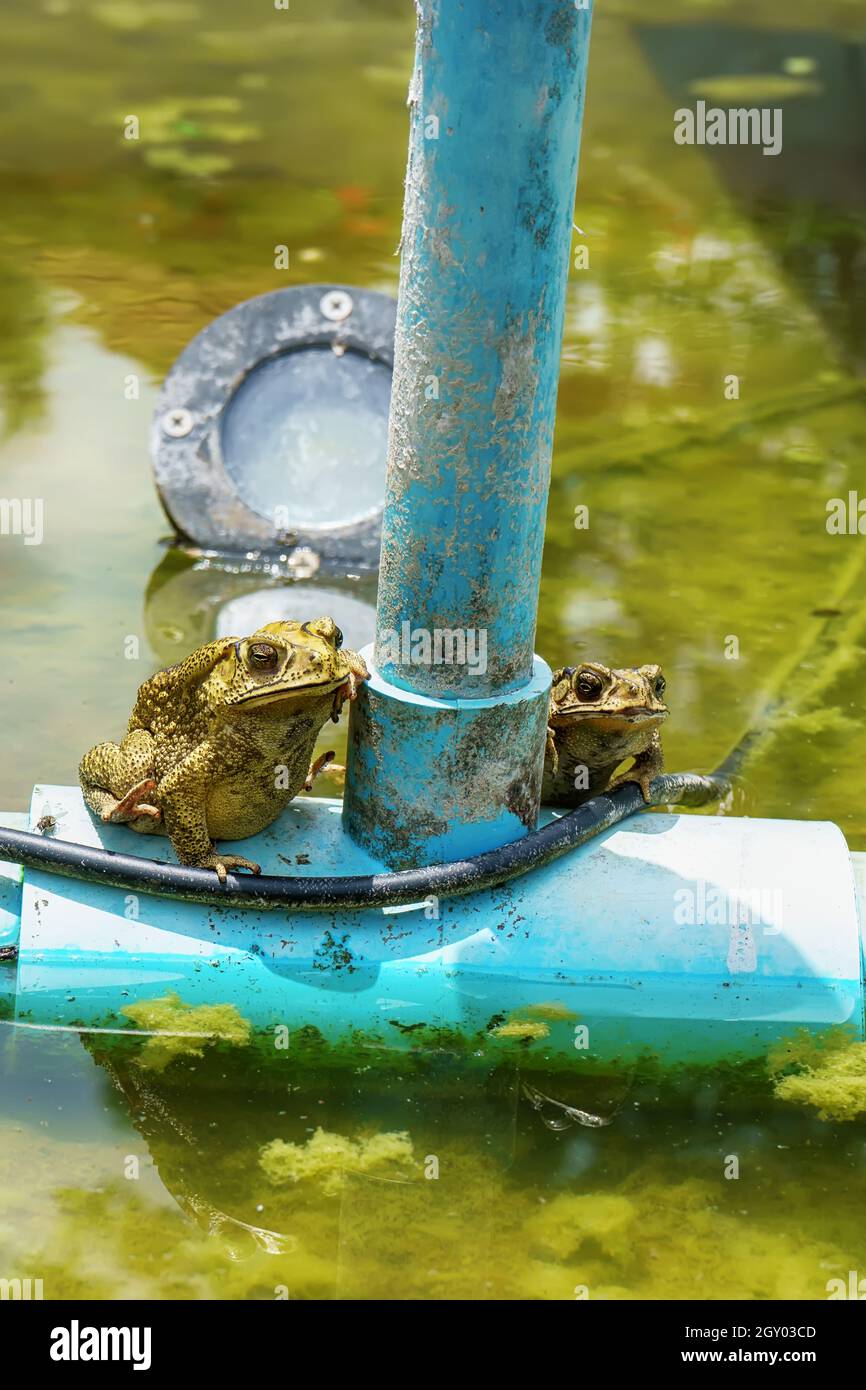 The frog in the pond in the park Stock Photo - Alamy