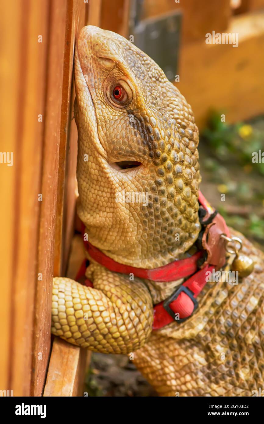 The monitor lizard on a nature background Stock Photo - Alamy
