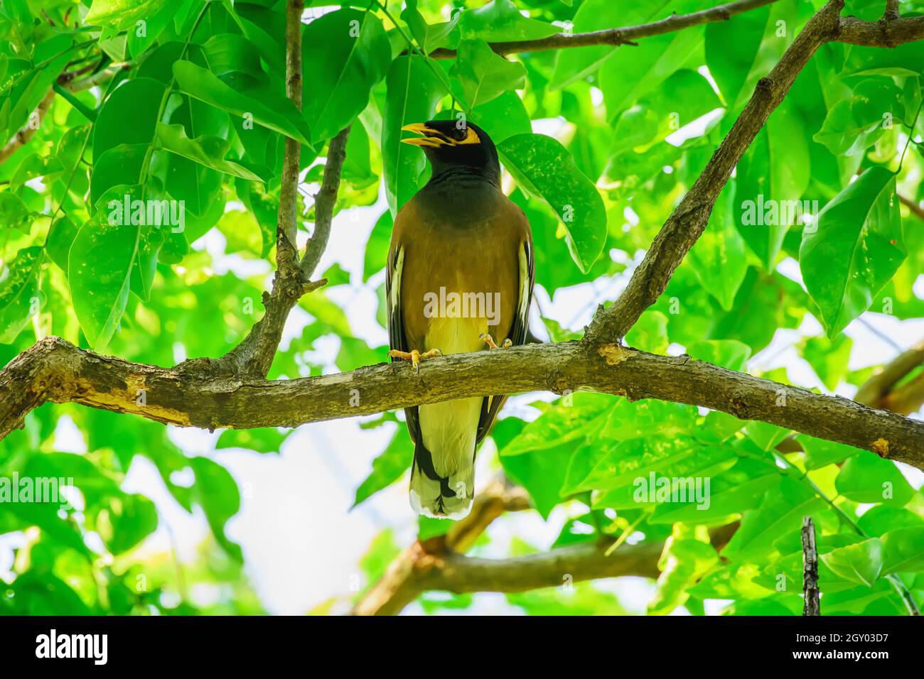 Myna bird nest hi-res stock photography and images - Alamy
