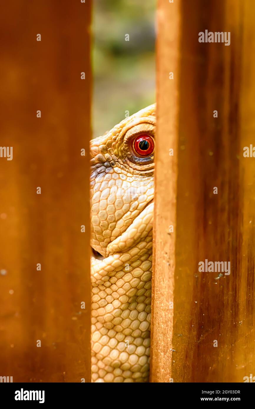 The eye of monitor lizard on a nature background Stock Photo - Alamy