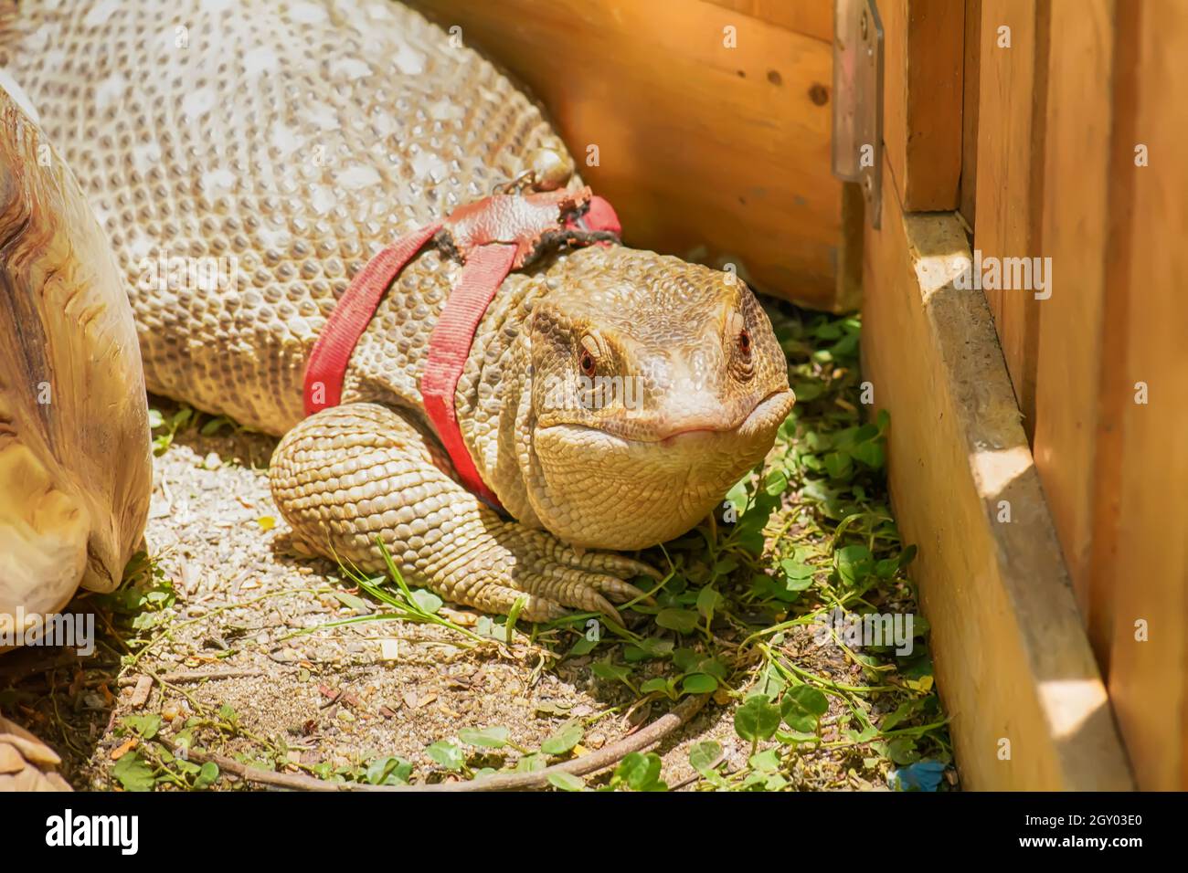 The monitor lizard on a nature background Stock Photo - Alamy