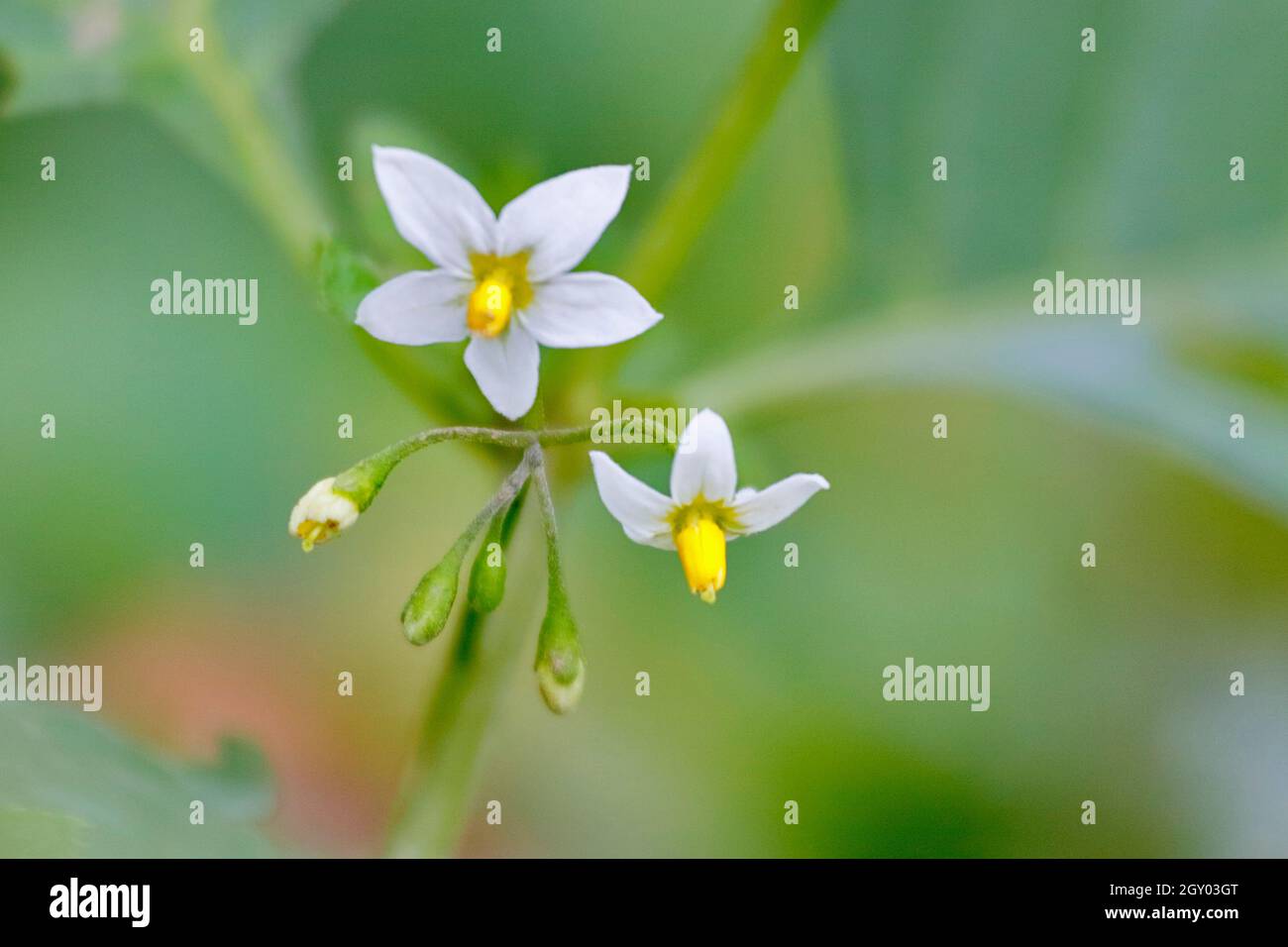 Common nightshade, Black nightshade (Solanum nigrum), flowers, Germany ...
