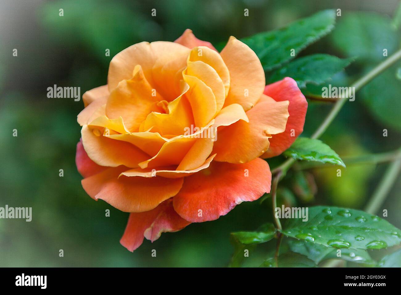 ornamental rose (Rosa spec.), tangerine rose flower Stock Photo - Alamy