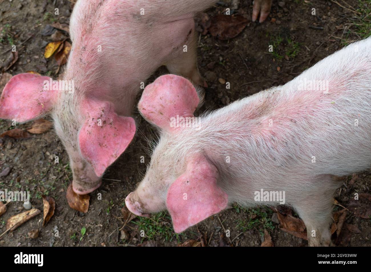 Top view of two pink pigs with white bristles standing on wet ground ...