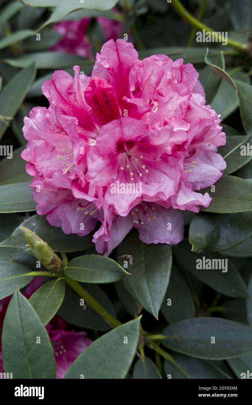 rhododendron (Rhododendron spec.), flowers Stock Photo - Alamy