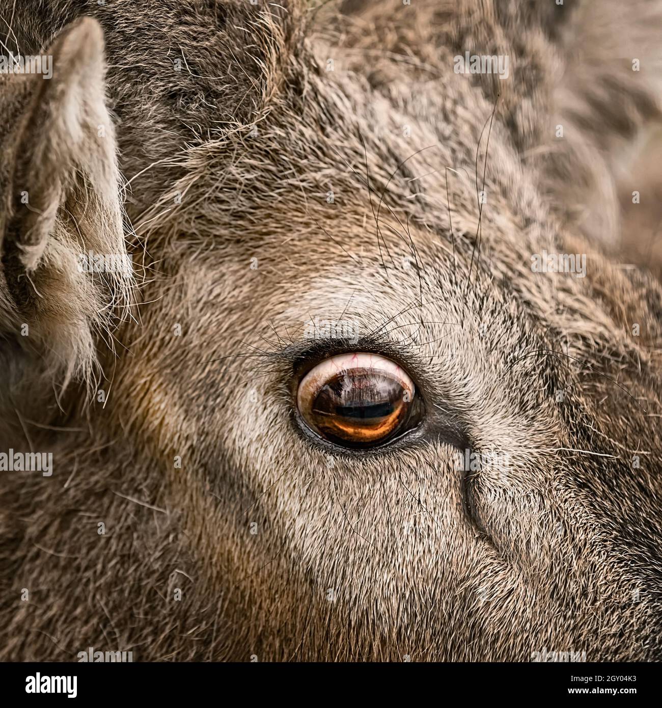 Close-up image of eye of a deer Stock Photo - Alamy